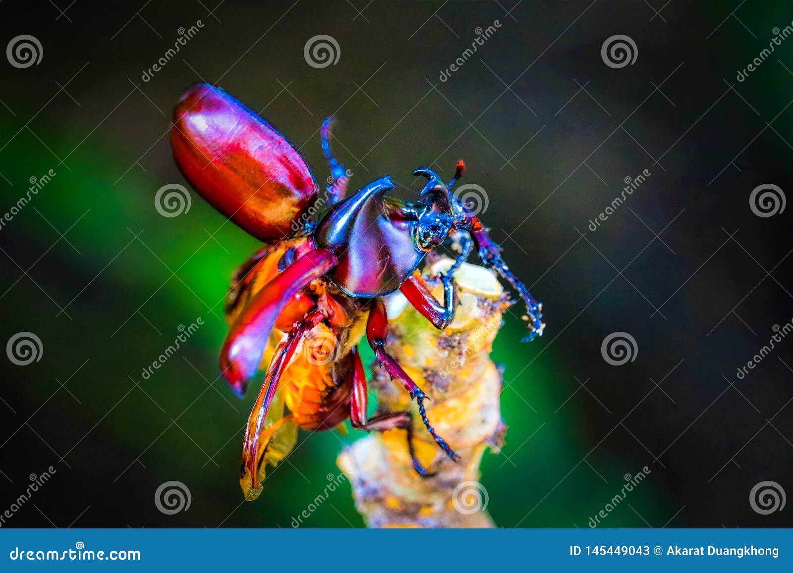 Dynastinae on the Branch in the Forest Stock Image - Image of dung ...
