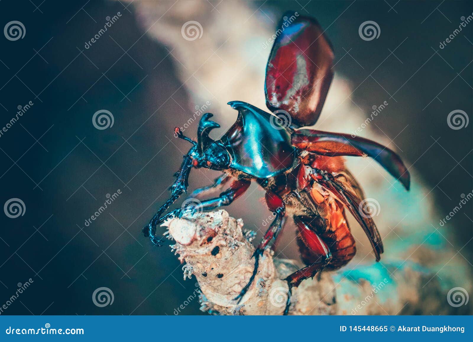 Dynastinae on the Branch in the Forest Stock Image - Image of ...