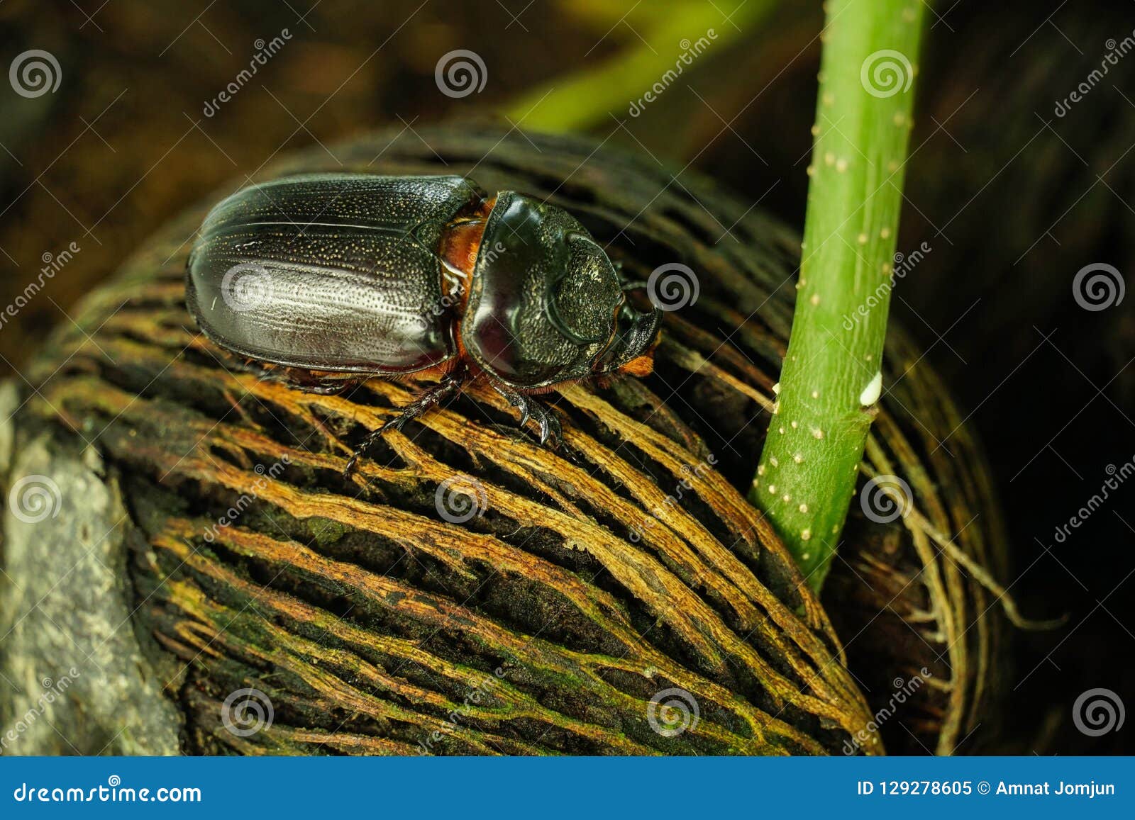 Dynastinae or Coleoptera Walking on the Roots of the Tree Stock Image ...
