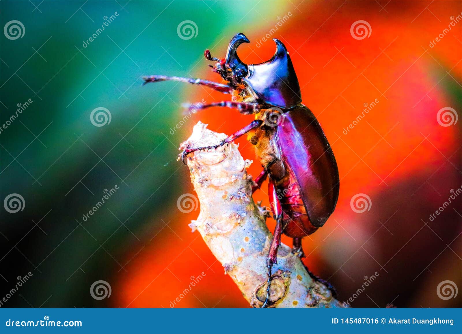 Dynastinae on the Branch in the Forest Stock Photo - Image of brown ...