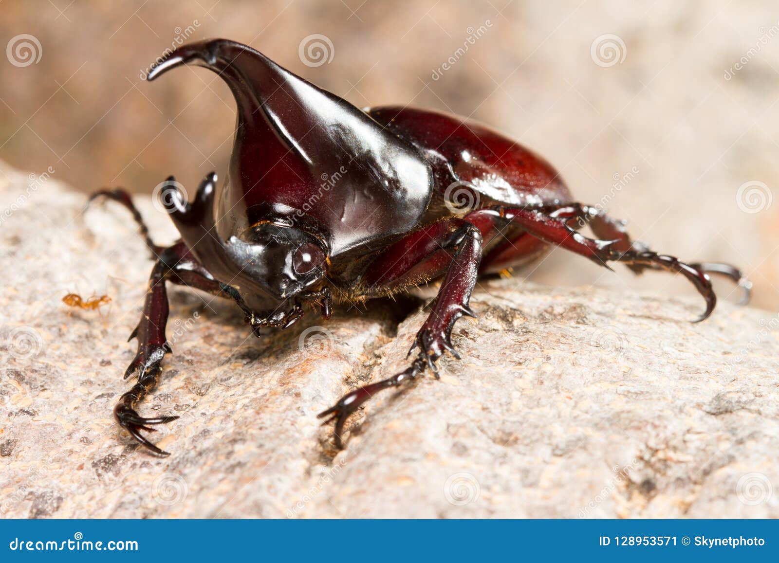 Dynastinae Fighting Beetle on Tree Stock Image - Image of rhino, brown ...