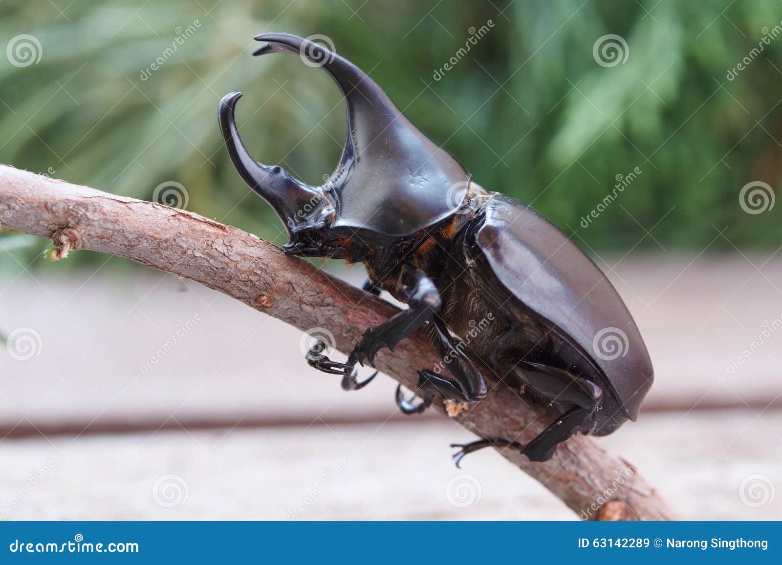 Dynastinae or Rhinoceros Beetles Stock Image - Image of dead, power ...