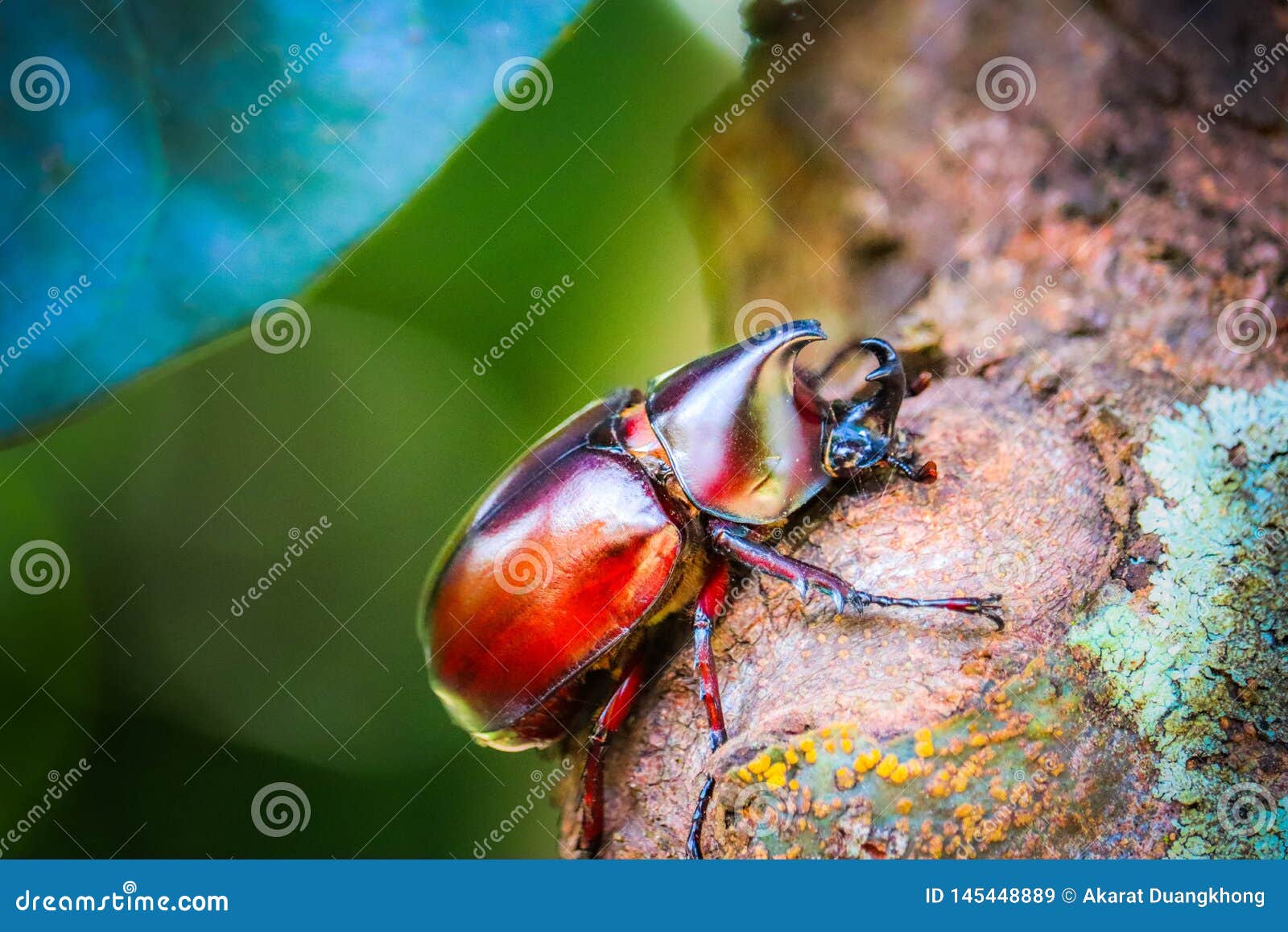Dynastinae on the Branch in the Forest Stock Image - Image of ...
