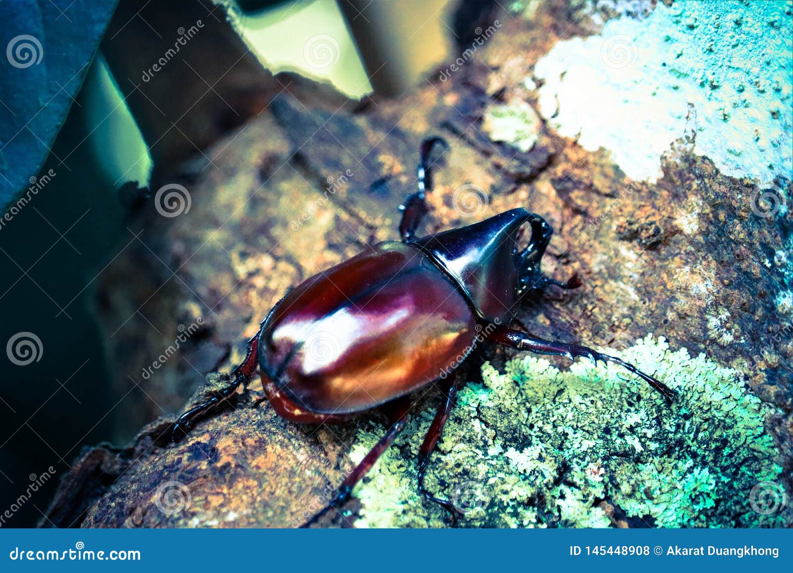 Dynastinae on the Branch in the Forest Stock Photo - Image of eupatorus ...
