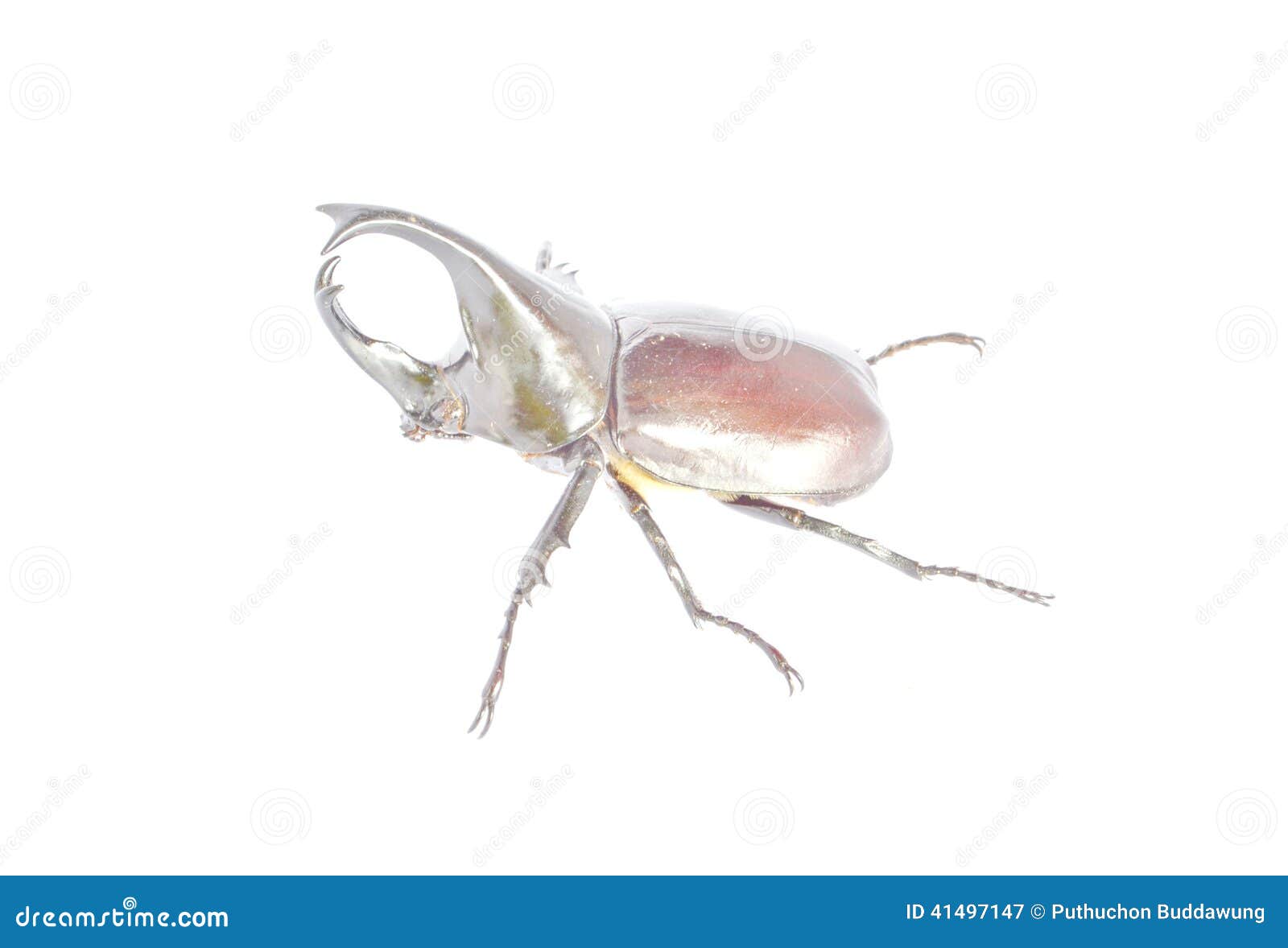 Dynastinaemannetje stock afbeelding. Image of rinoceros - 41497147