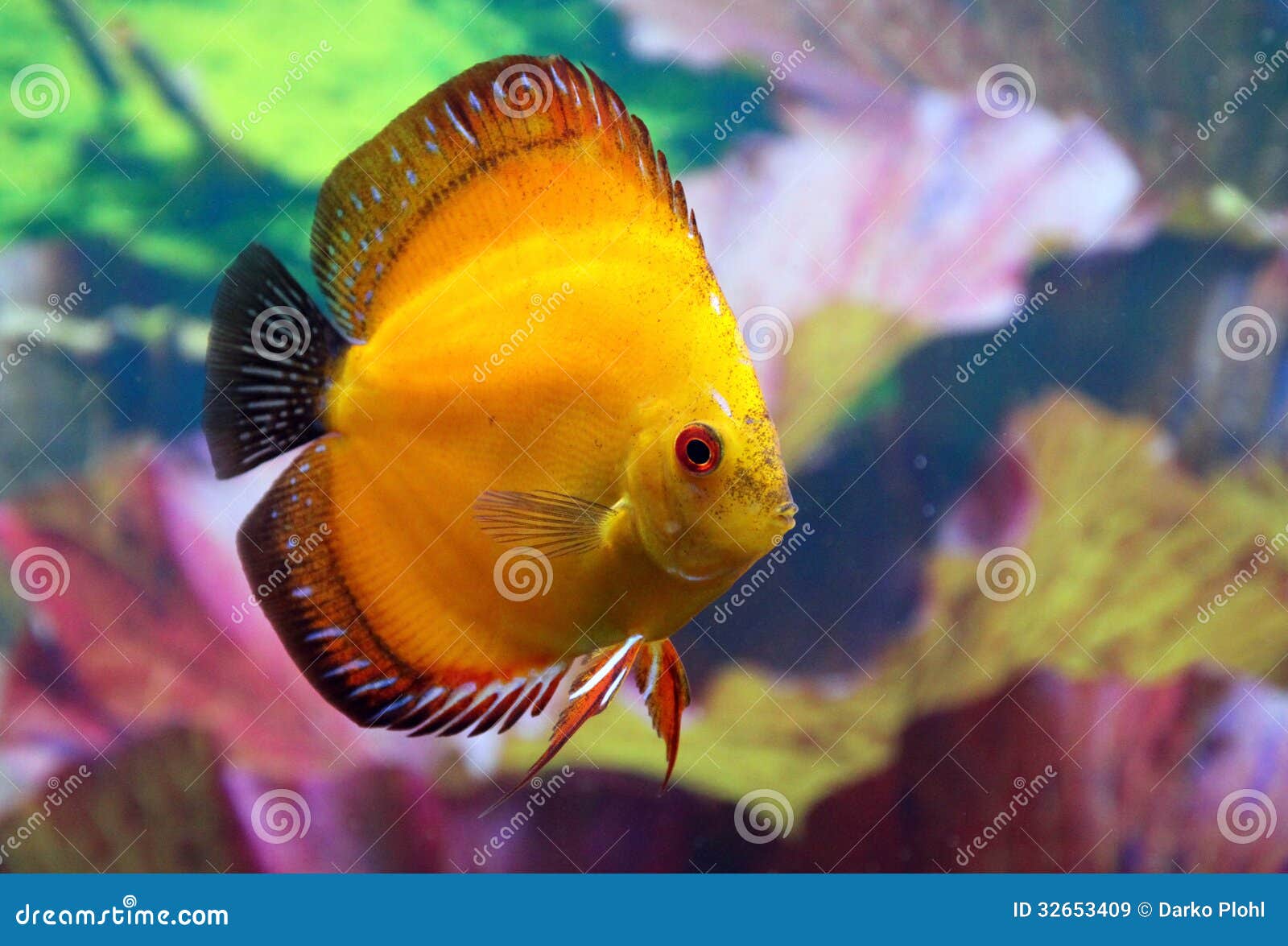Dyska akwarium ryba obraz stock. Obraz złożonej z rzeka - 32653409