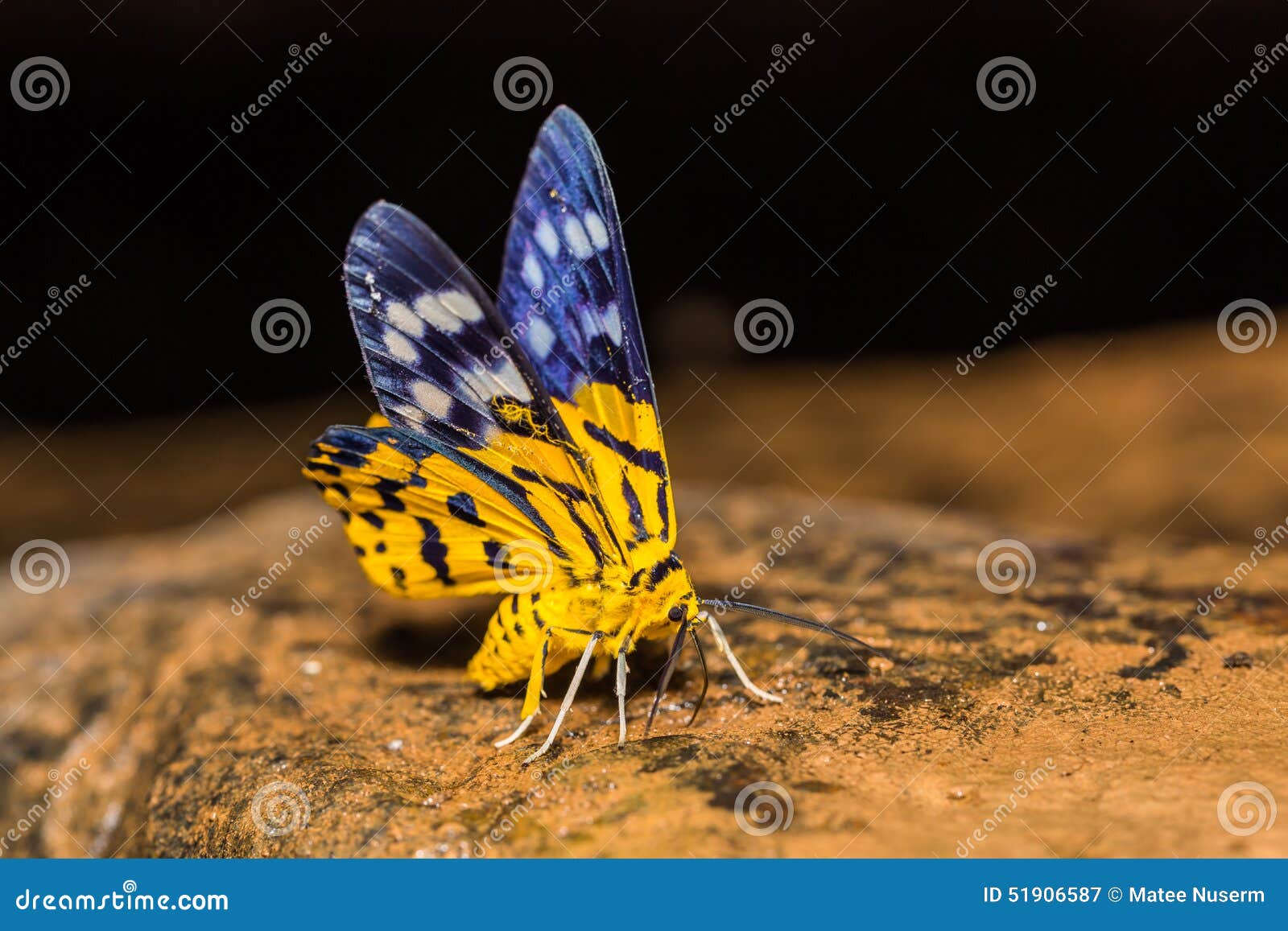 Close Up Of Dysphania Militaris Moths Stock Photo | CartoonDealer.com ...