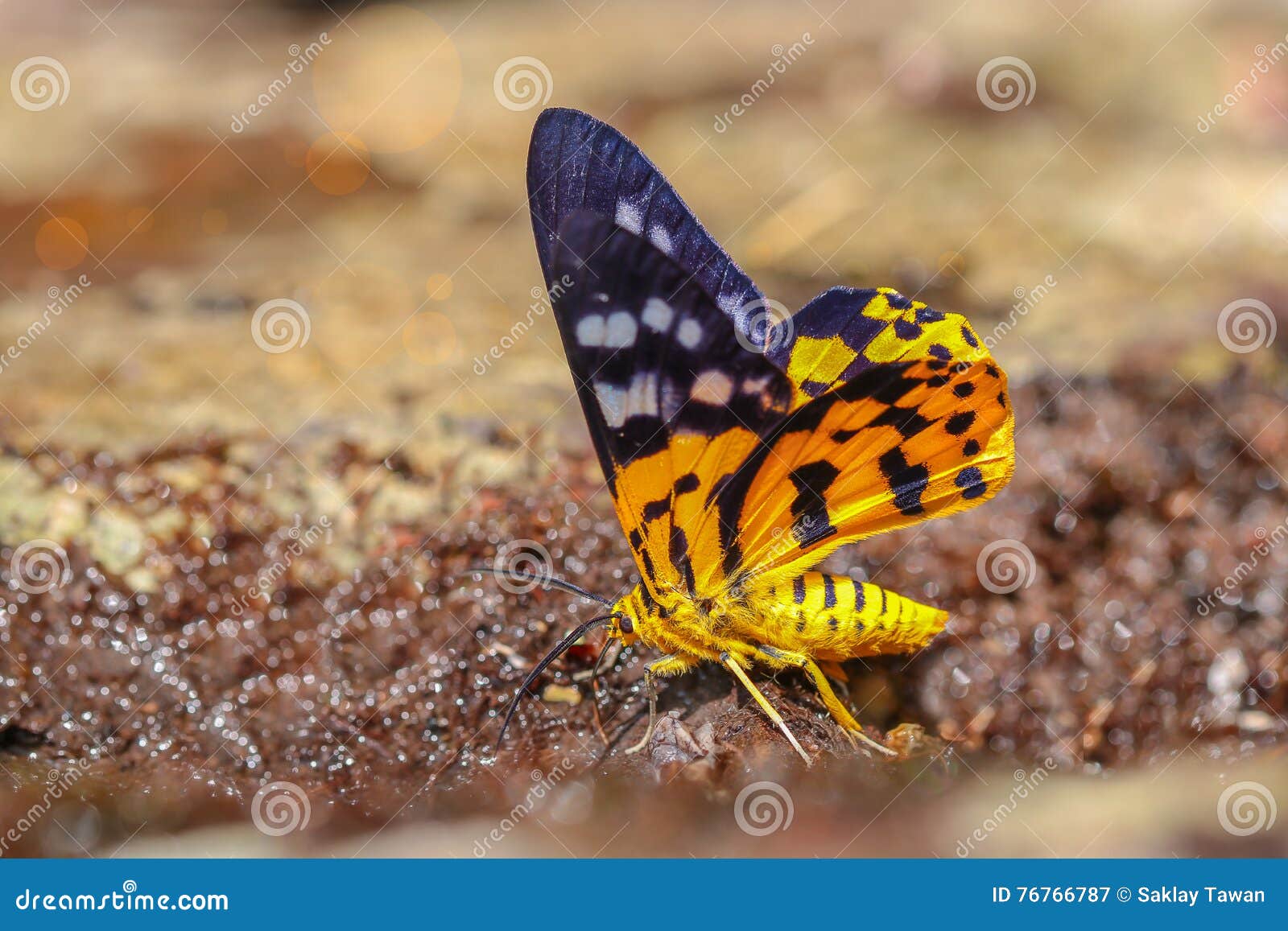 Top View Of Dysphania Militaris Moths Royalty-Free Stock Image ...