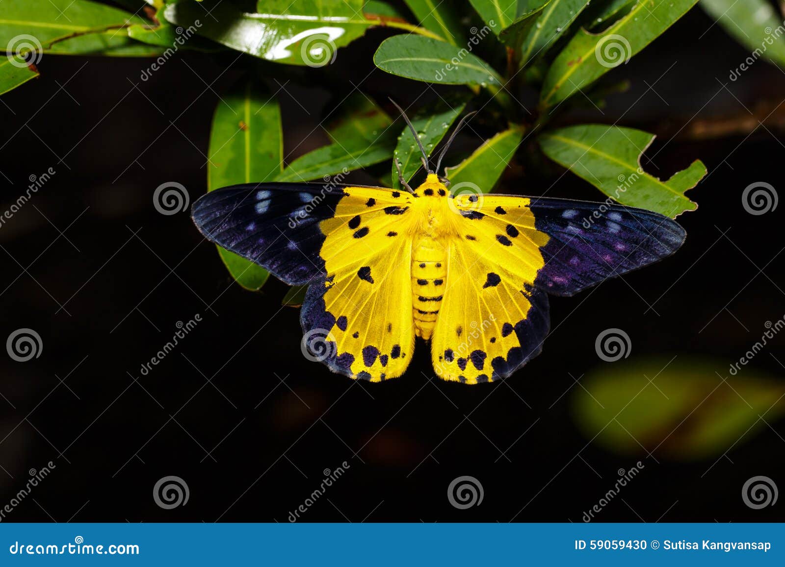 Dysphania Militaris Moths On Leaf Stock Photography | CartoonDealer.com ...