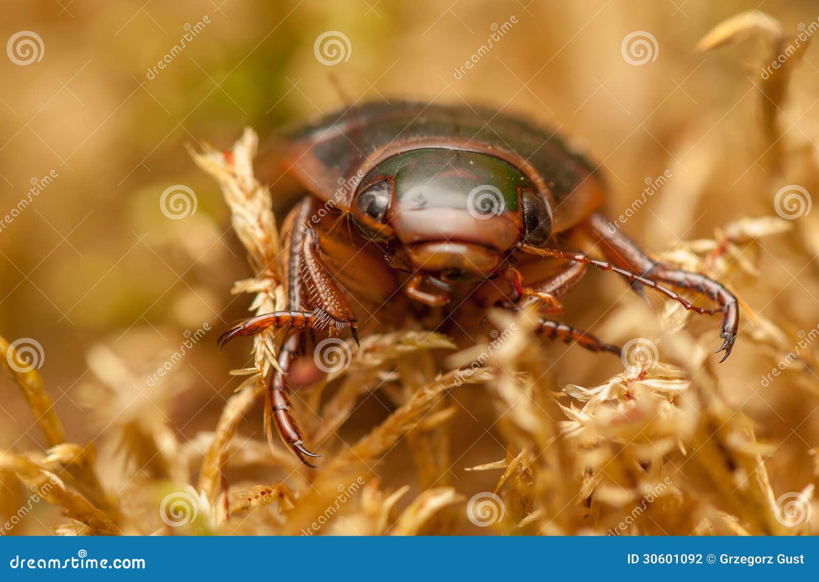 Dytiscus marginalis stock photo. Image of dytiscus, antennae - 30601092