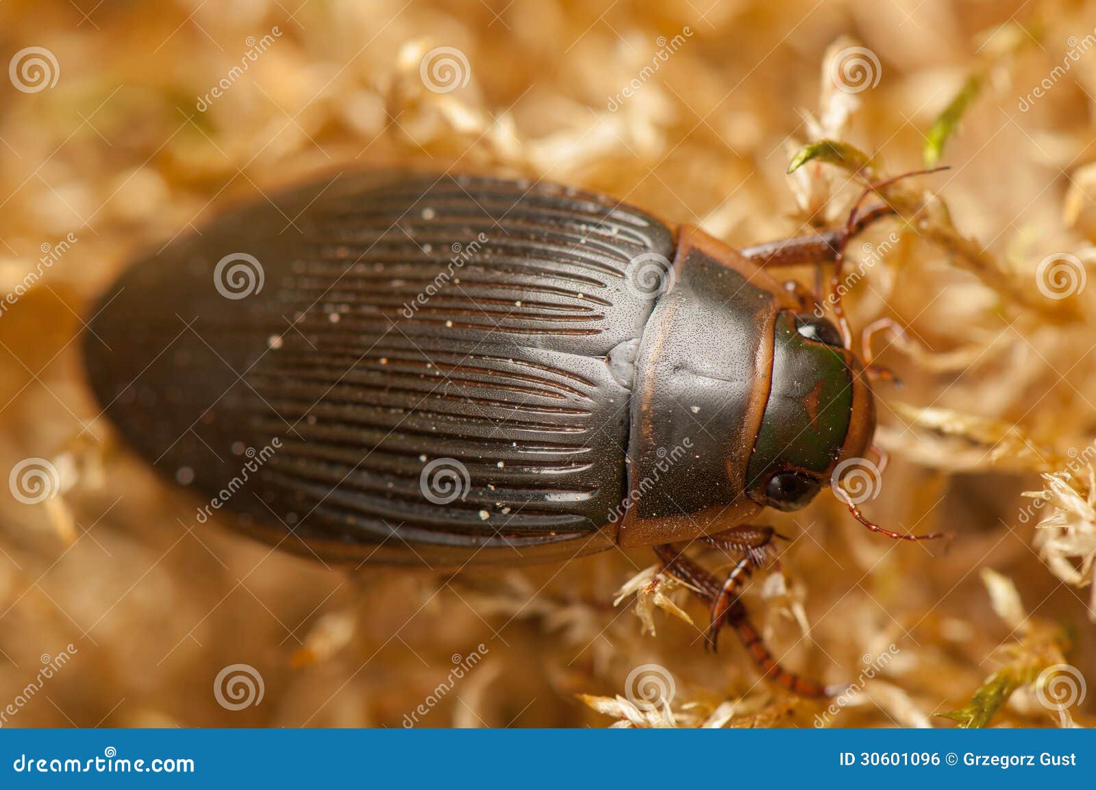 Dytiscus marginalis stock photo. Image of coleopter, closeup - 30601096