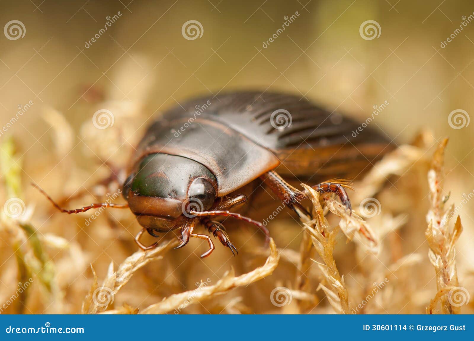 Dytiscus marginalis stock photo. Image of close, chitin - 30601114