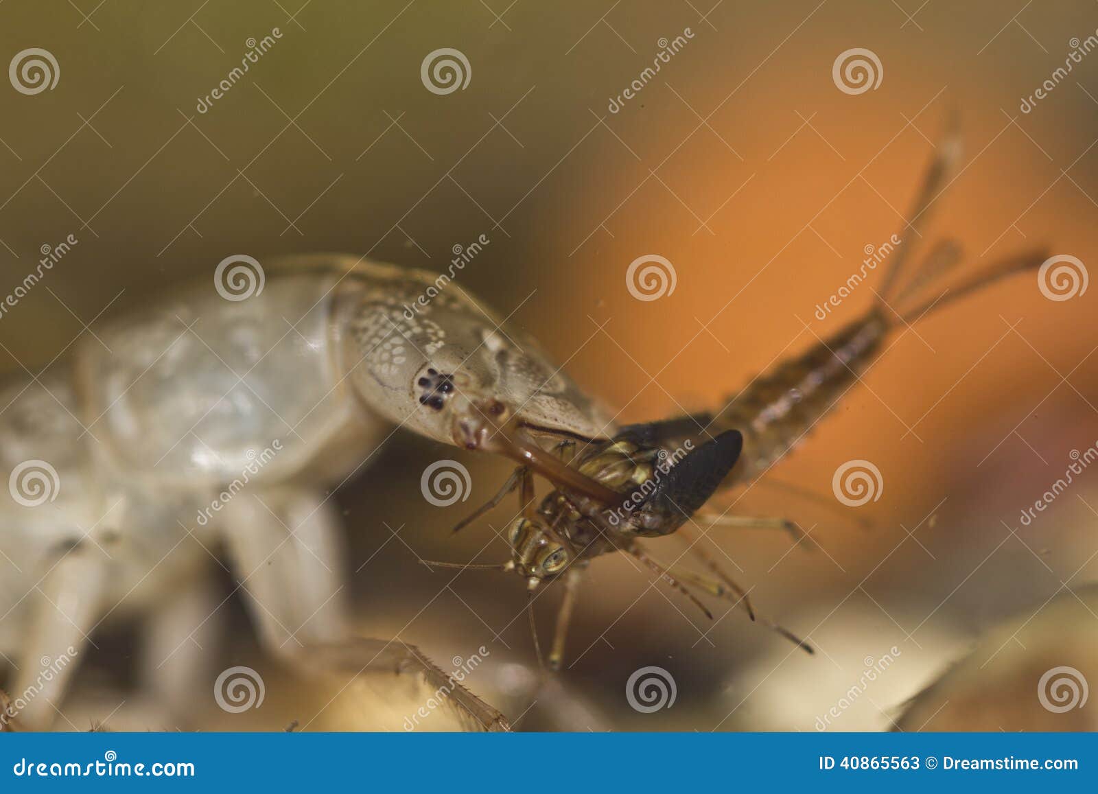 Dytiscus sp. stock image. Image of eating, beetle, rocks - 40865563