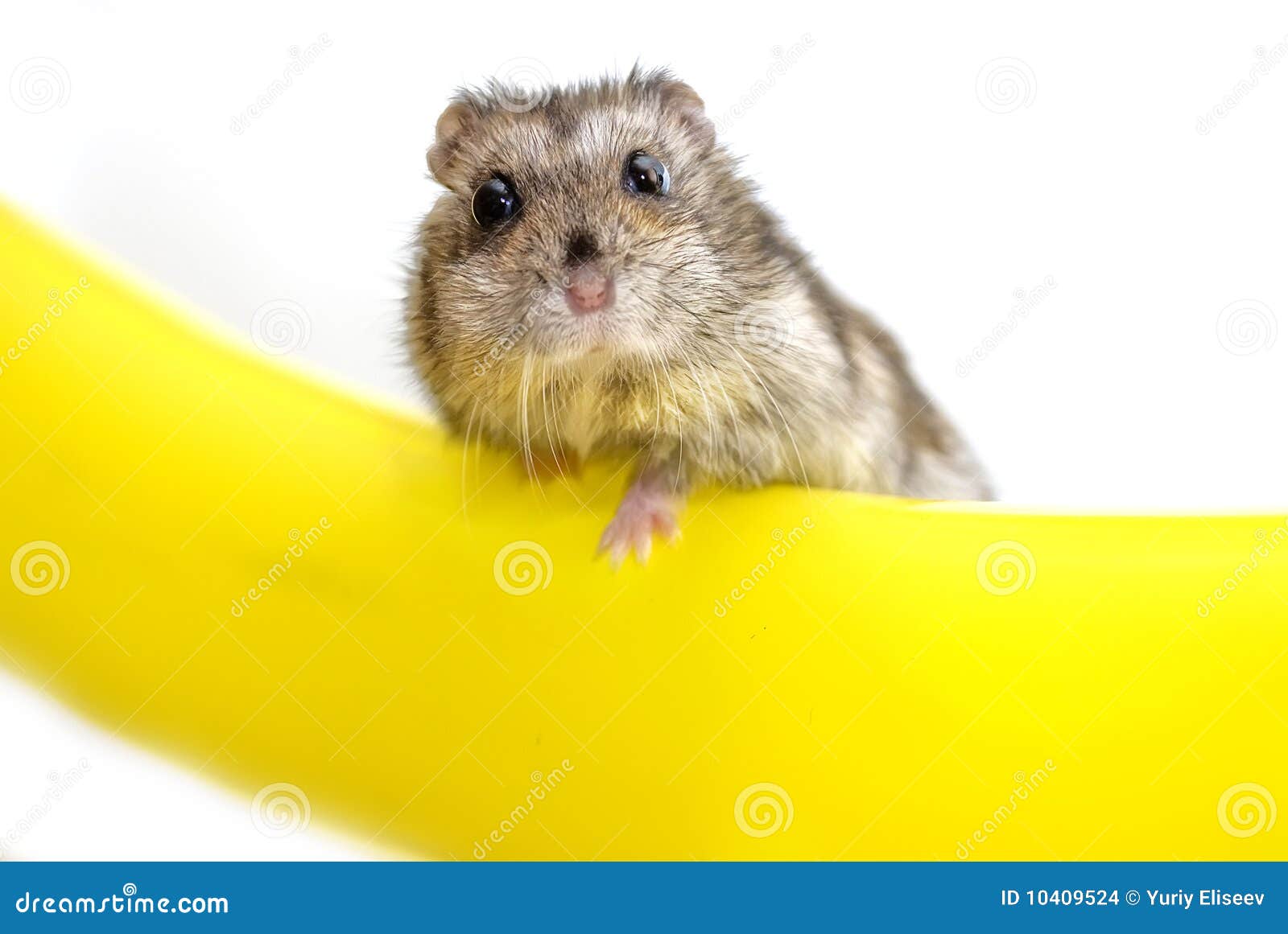 Dzhungarik stock photo. Image of home, innocuous, gnawer - 10409524