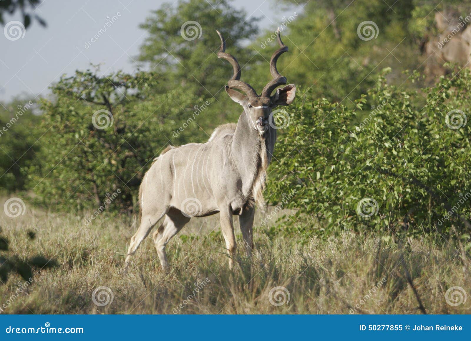 Dzika afrykańska antylopa, obraz stock. Obraz złożonej z antylopa ...