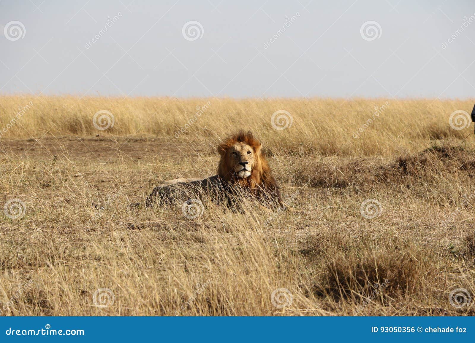 Dzika lew samiec zdjęcie stock. Obraz złożonej z samiec - 93050356