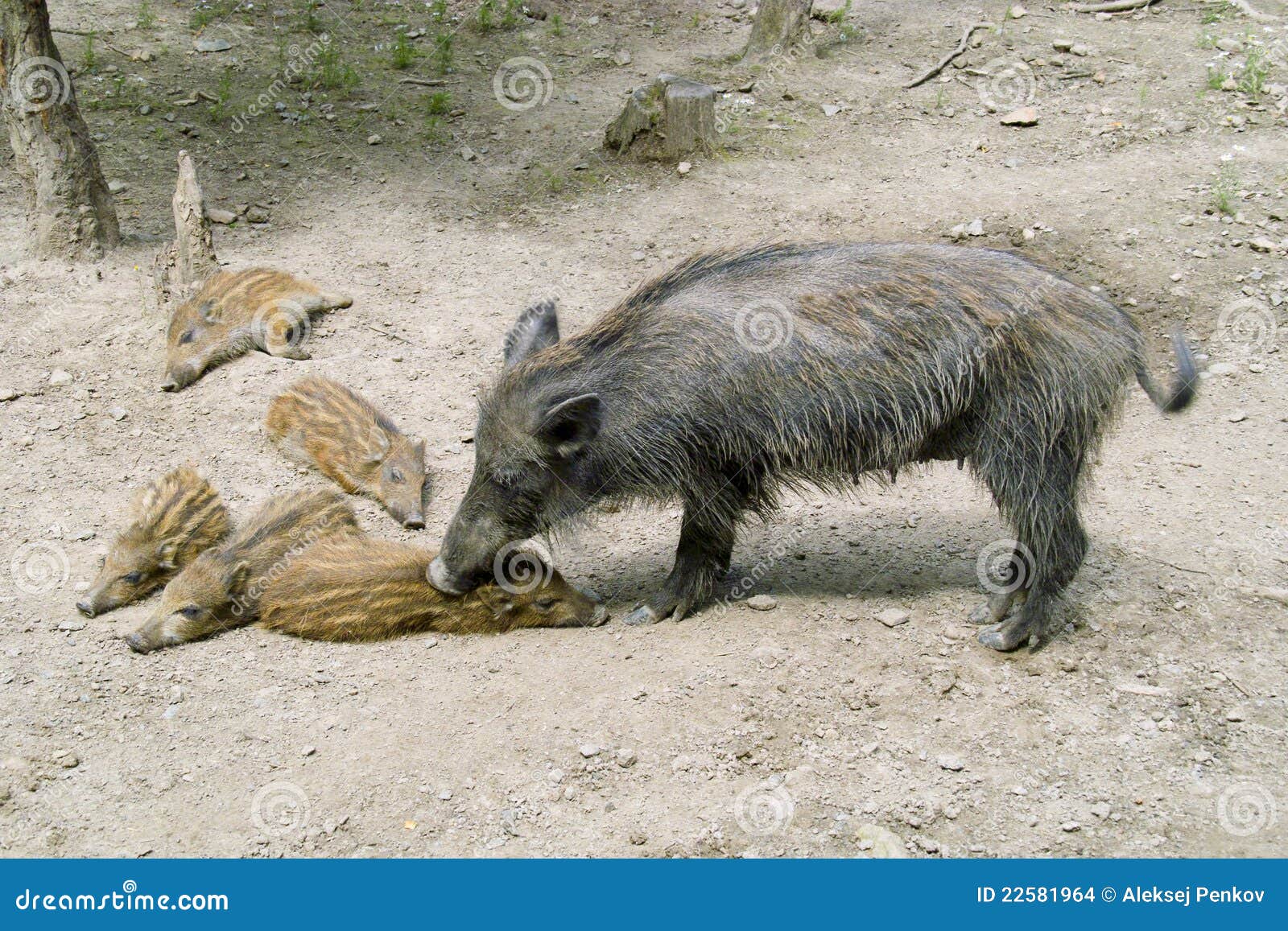 Dziki babys knur zdjęcie stock. Obraz złożonej z ziemia - 22581964