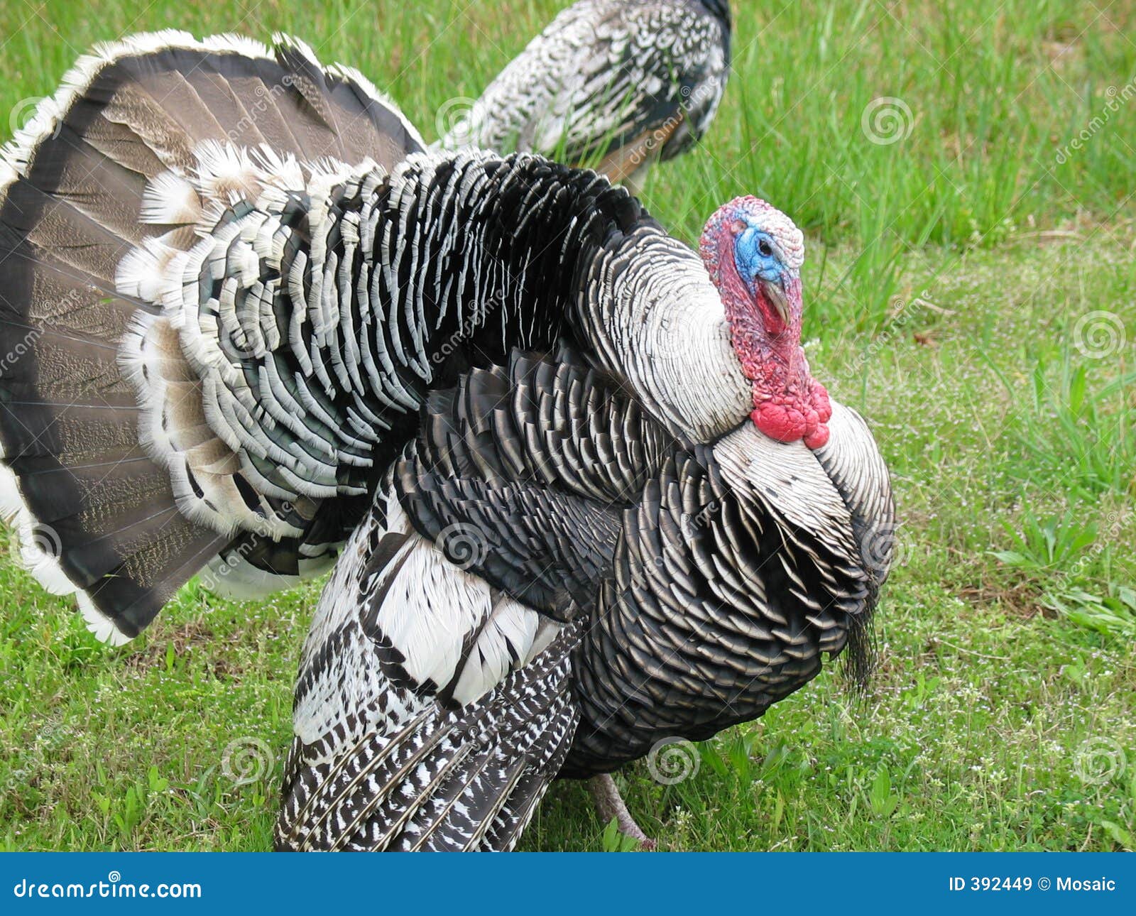 Dziki indyk obraz stock. Obraz złożonej z outdoors, polowanie - 392449