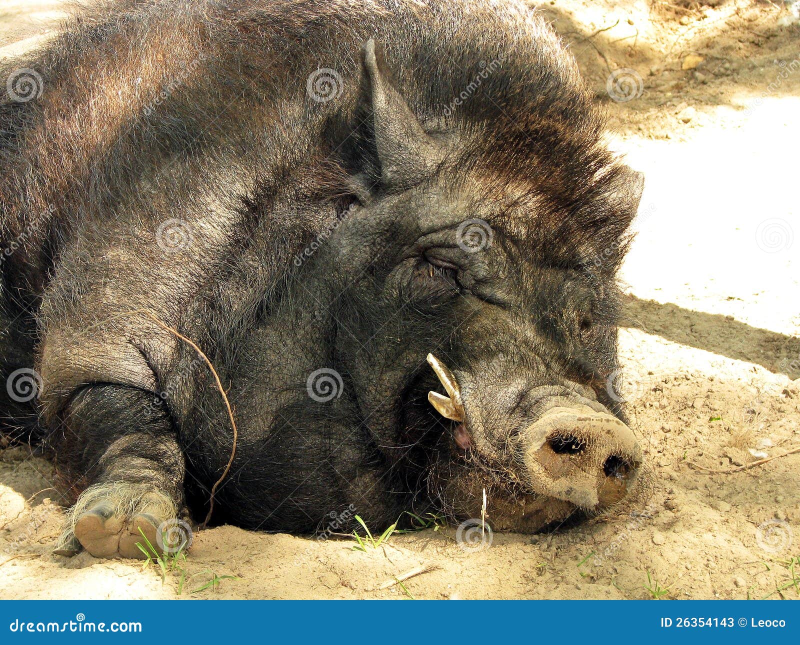 Dziki knur obraz stock. Obraz złożonej z świnia, kopyto - 26354143