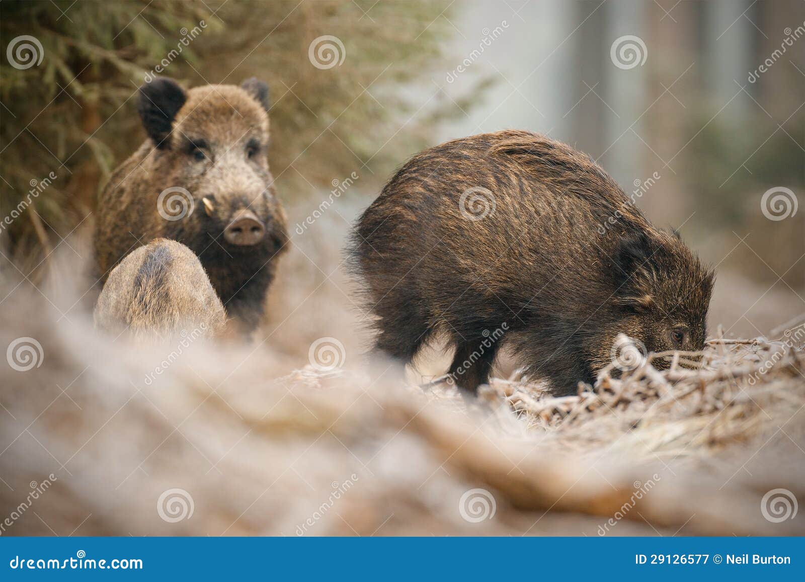 Dziki knur w wiosna lesie obraz stock. Obraz złożonej z śnieg - 29126577