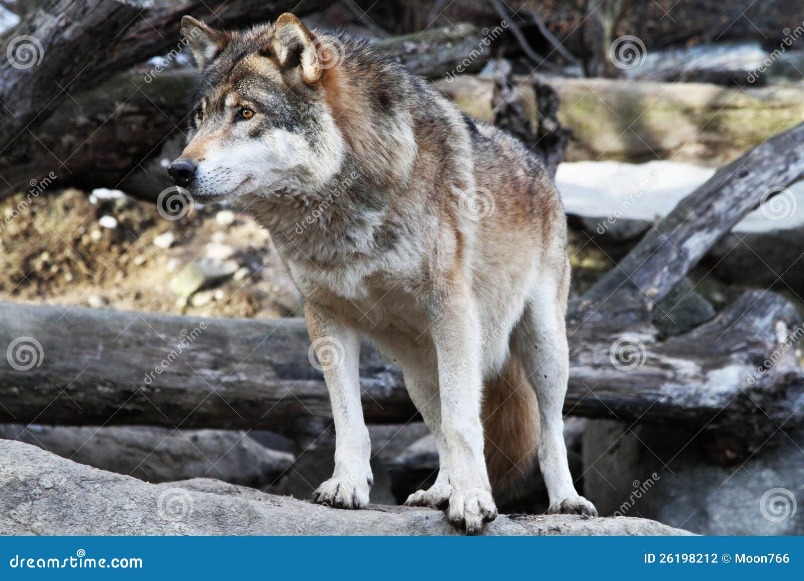 Dziki wilk. zdjęcie stock. Obraz złożonej z ssak, oczy - 26198212