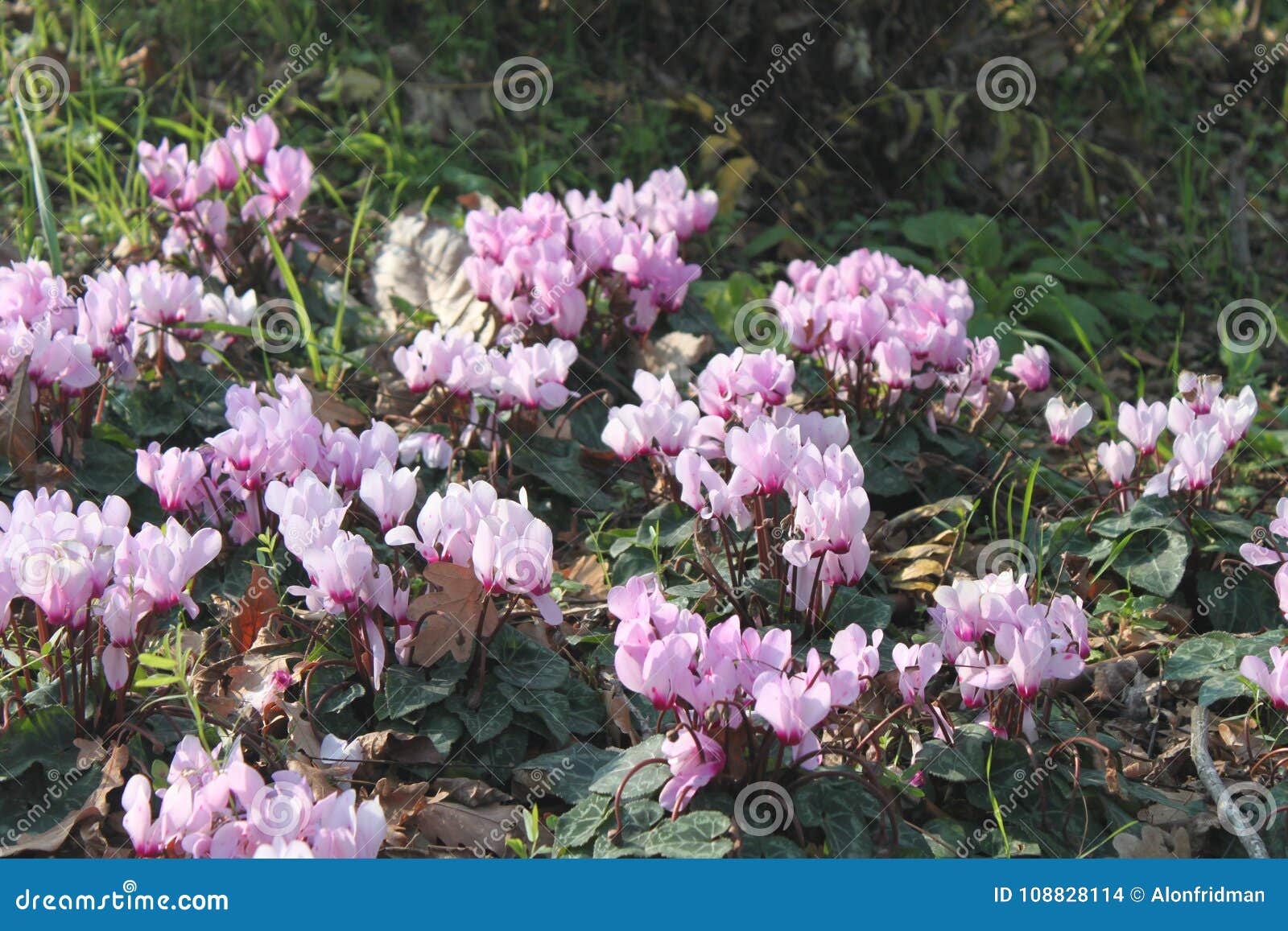 Dzikich Menchii Cyclamens Kwiaty Zdjęcie Stock - Obraz złożonej z ...