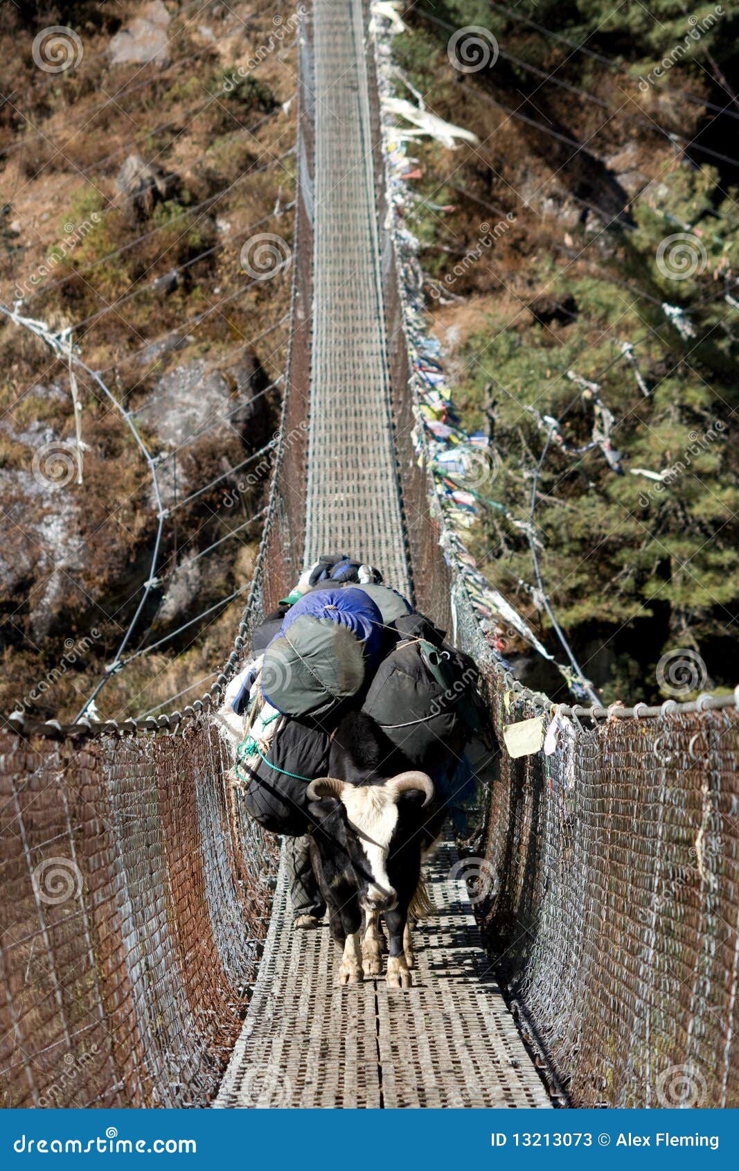 Dzo Crossing stock image. Image of face, hybrid, cable - 13213073