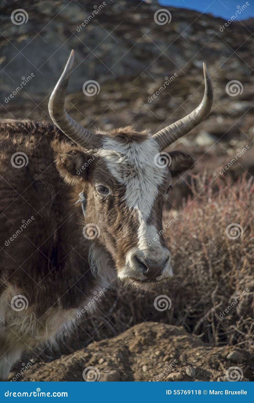 Dzo stock photo. Image of brown, hybrid, mammals, dzos - 55769118