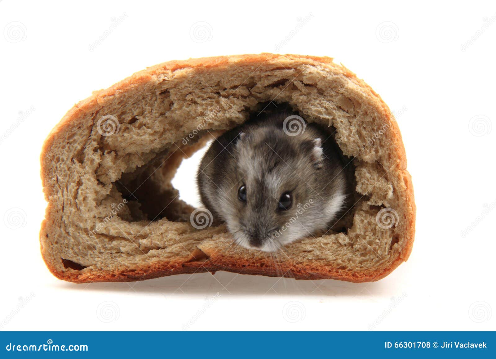 Dzungarian Hamster in the Bread Stock Photo - Image of food, look: 66301708