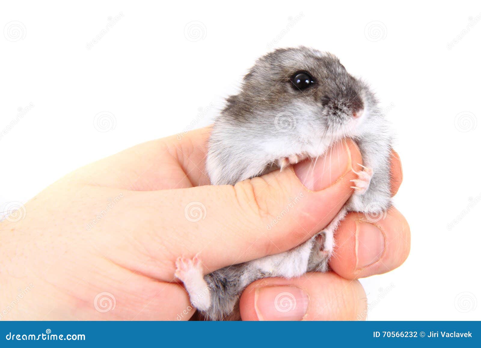 Dzungarian Hamster in Human Hand Stock Photo - Image of rodent, hand ...