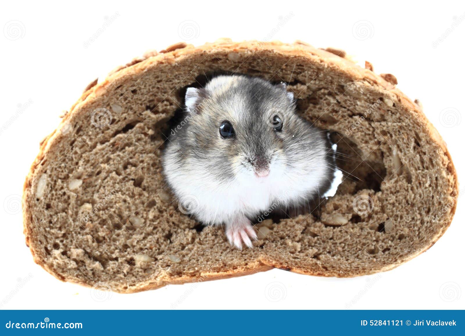 Dzungarian Mouse and the Bread Stock Image - Image of close, bread ...