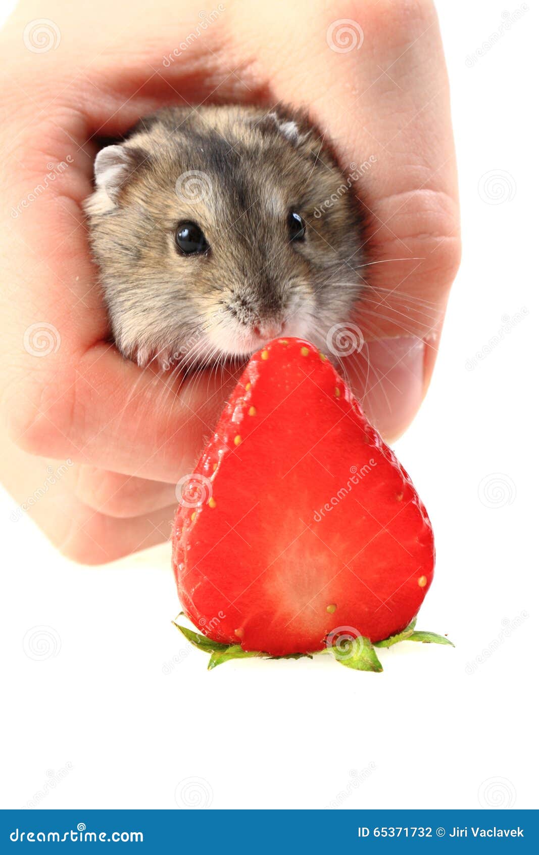 426 Mouse Strawberry Photos - Free & Royalty-Free Stock Photos from ...