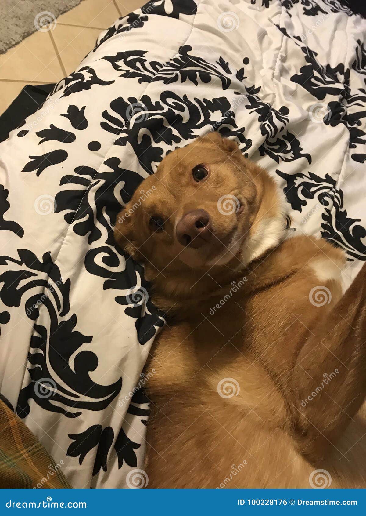 Doggo 库存照片. 图片 包括有 愚蠢, 乐趣 - 100228176