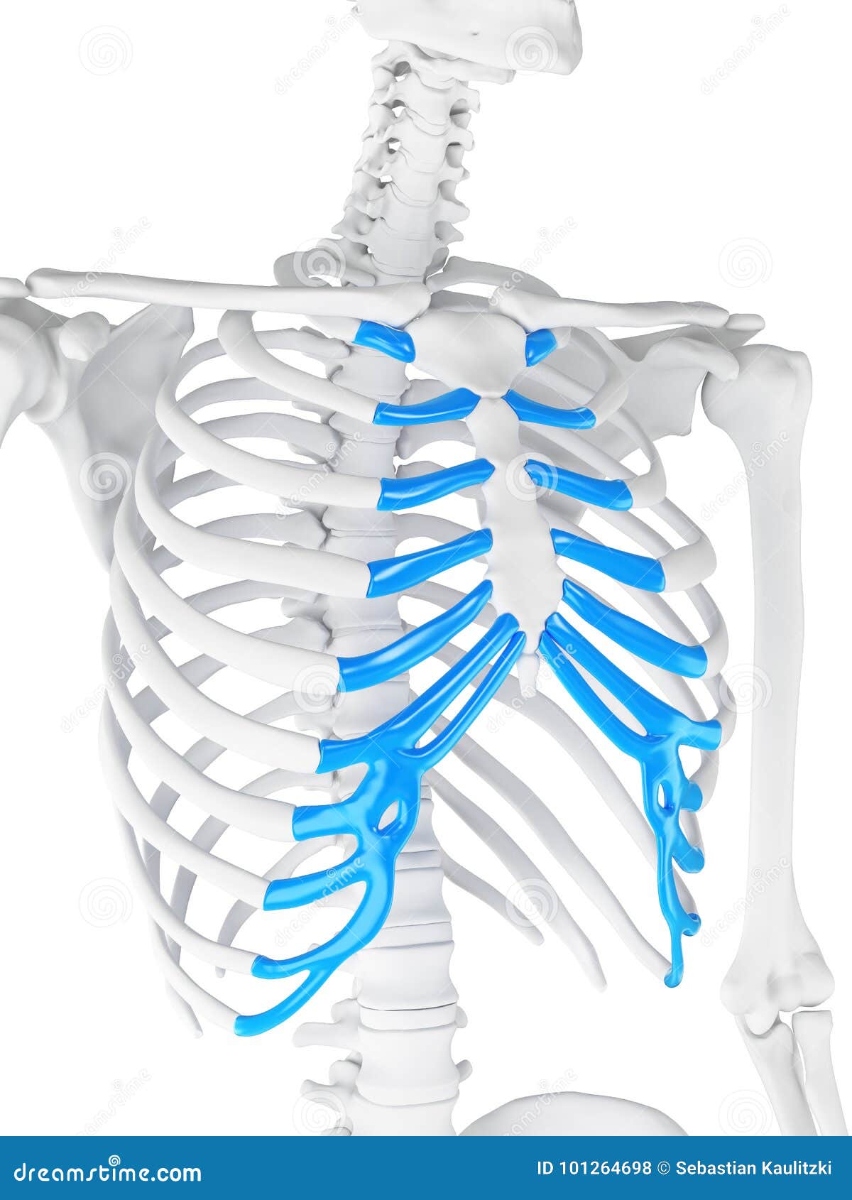 The sternal cartilage stock illustratie. Illustration of lichaam ...