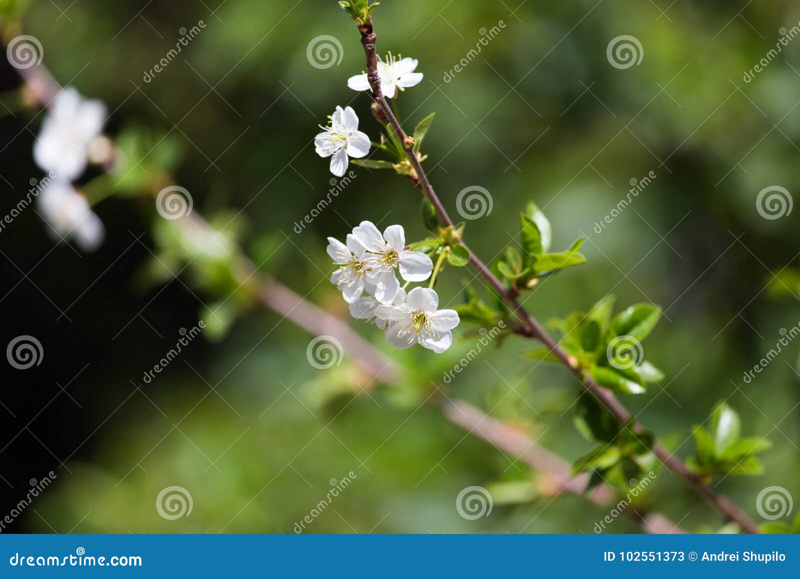 Beautiful Flowers on a Tree Branch in Nature Immagine Stock - Immagine ...