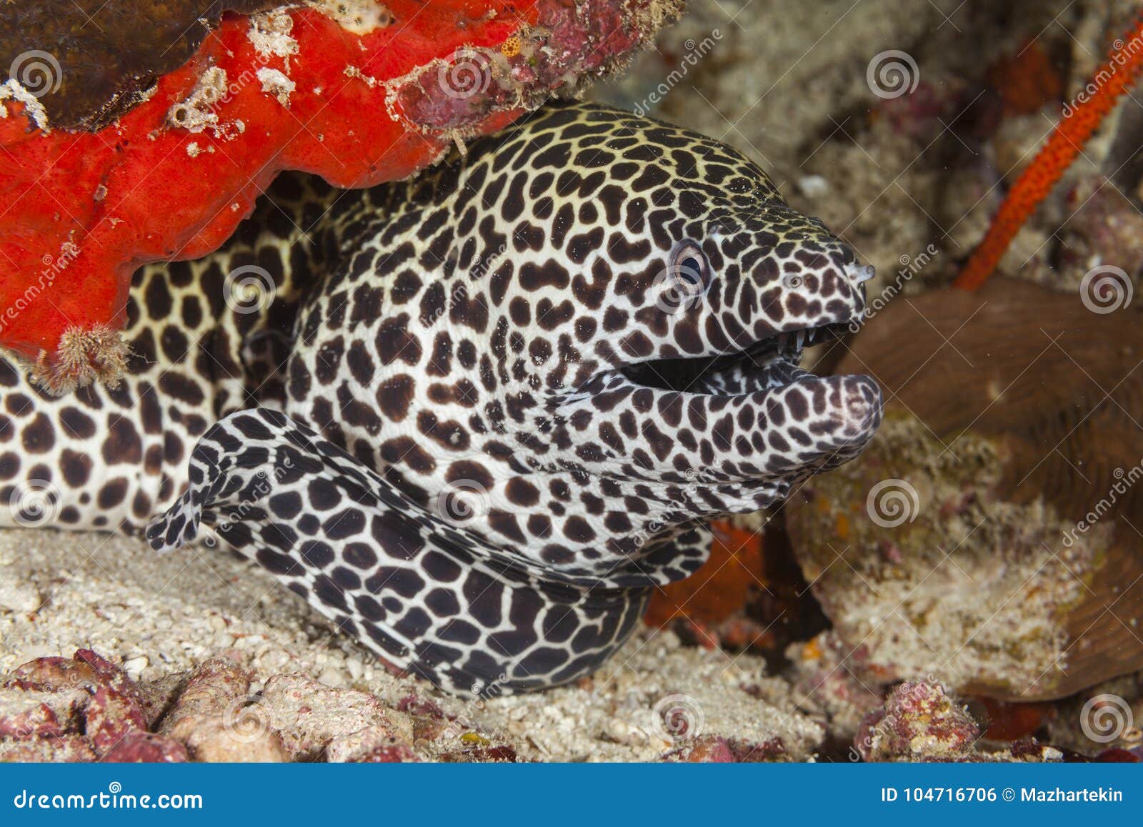 A Fish in the Maldives that Looks Dangerous Underwater is How Foto de ...