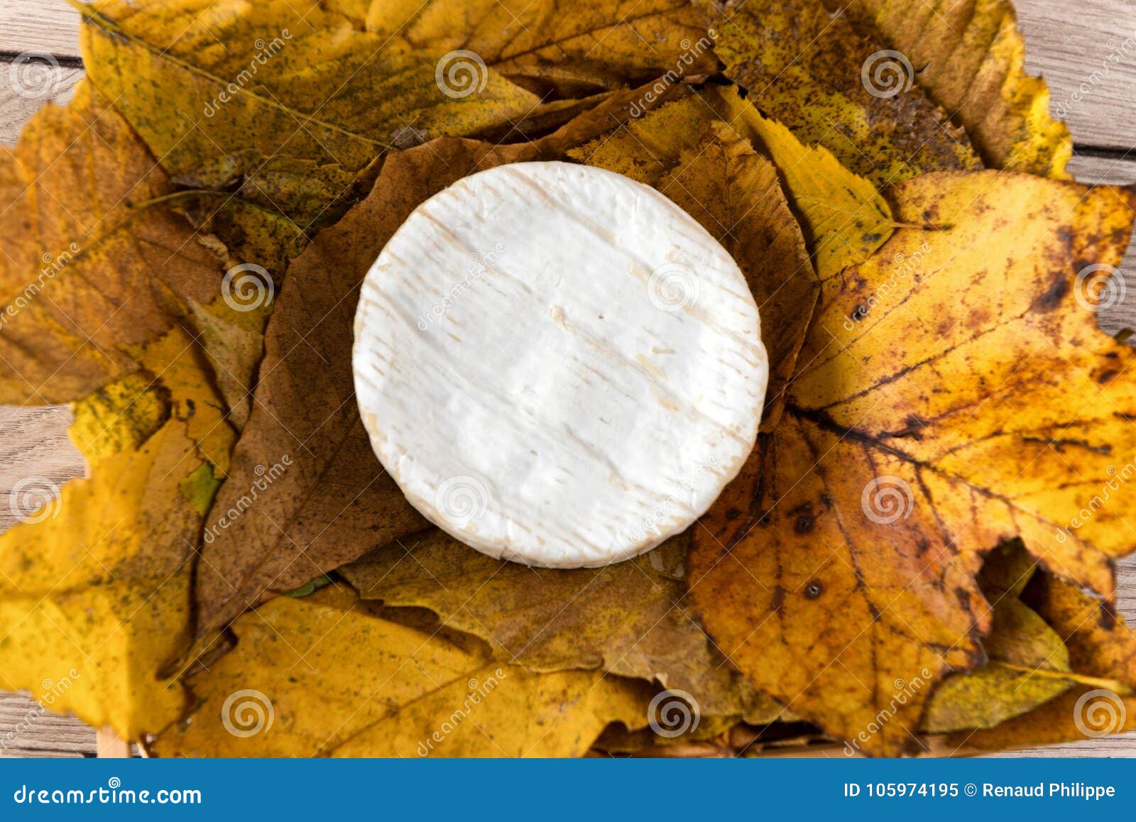 French Camembert Cheese on Autumn Leaves Immagine Stock - Immagine di ...