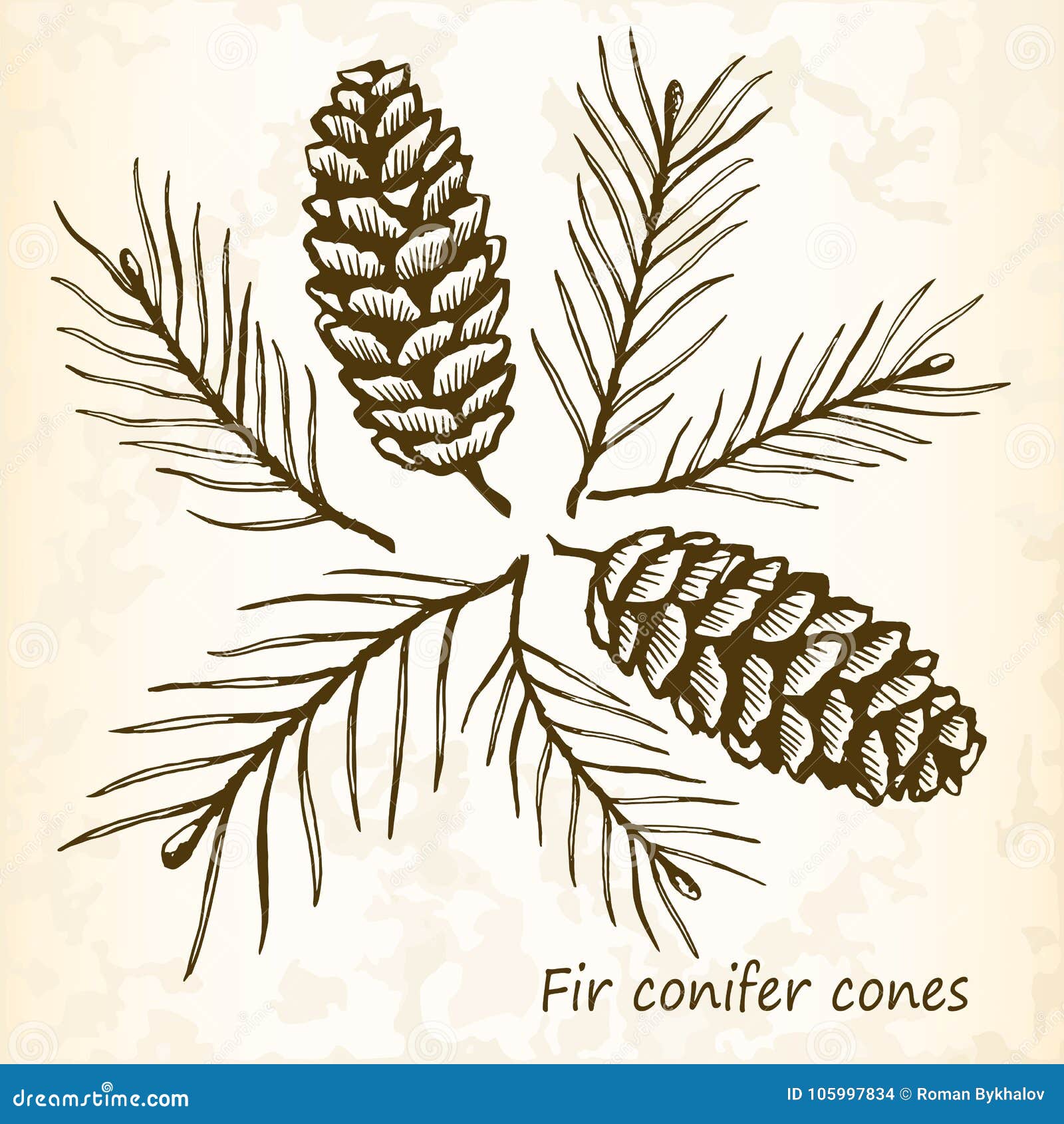 Fir conifer cones set vector illustratie. Illustration of seizoen ...