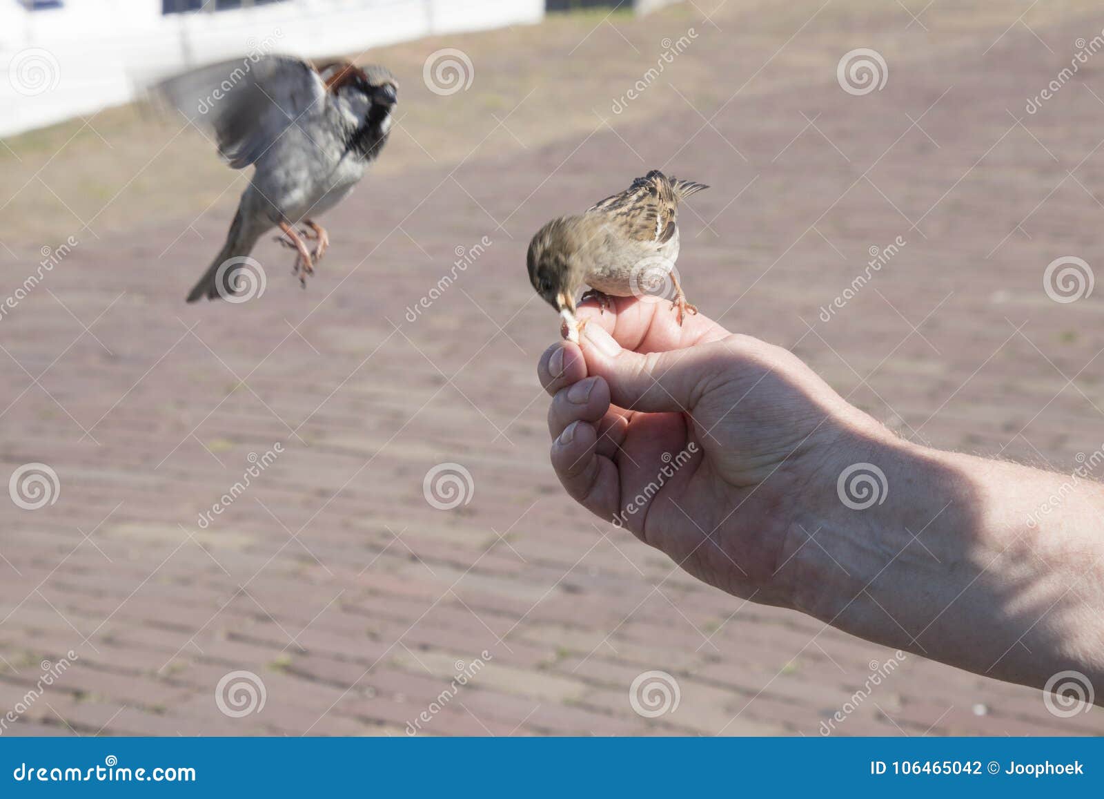 Birds eating from the hand foto de stock. Imagem de lazer - 106465042