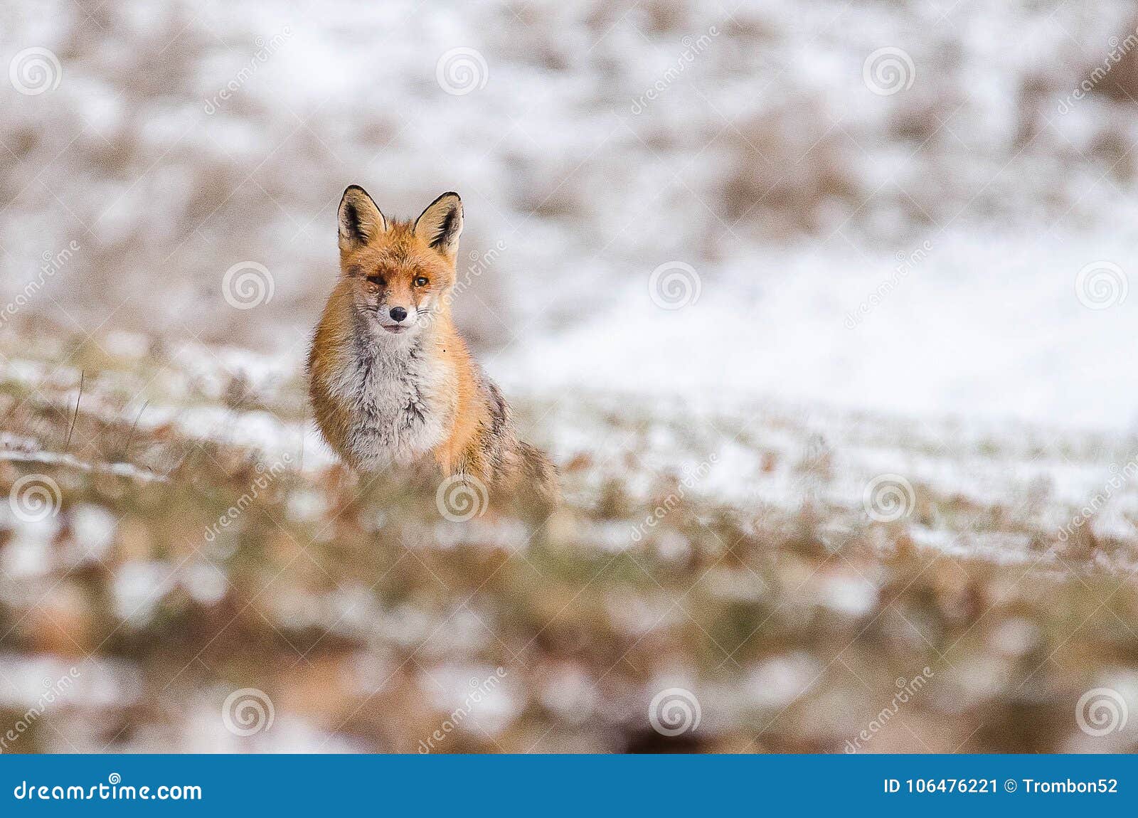 Fox looking to camera imagem de stock. Imagem de selvagem - 106476221