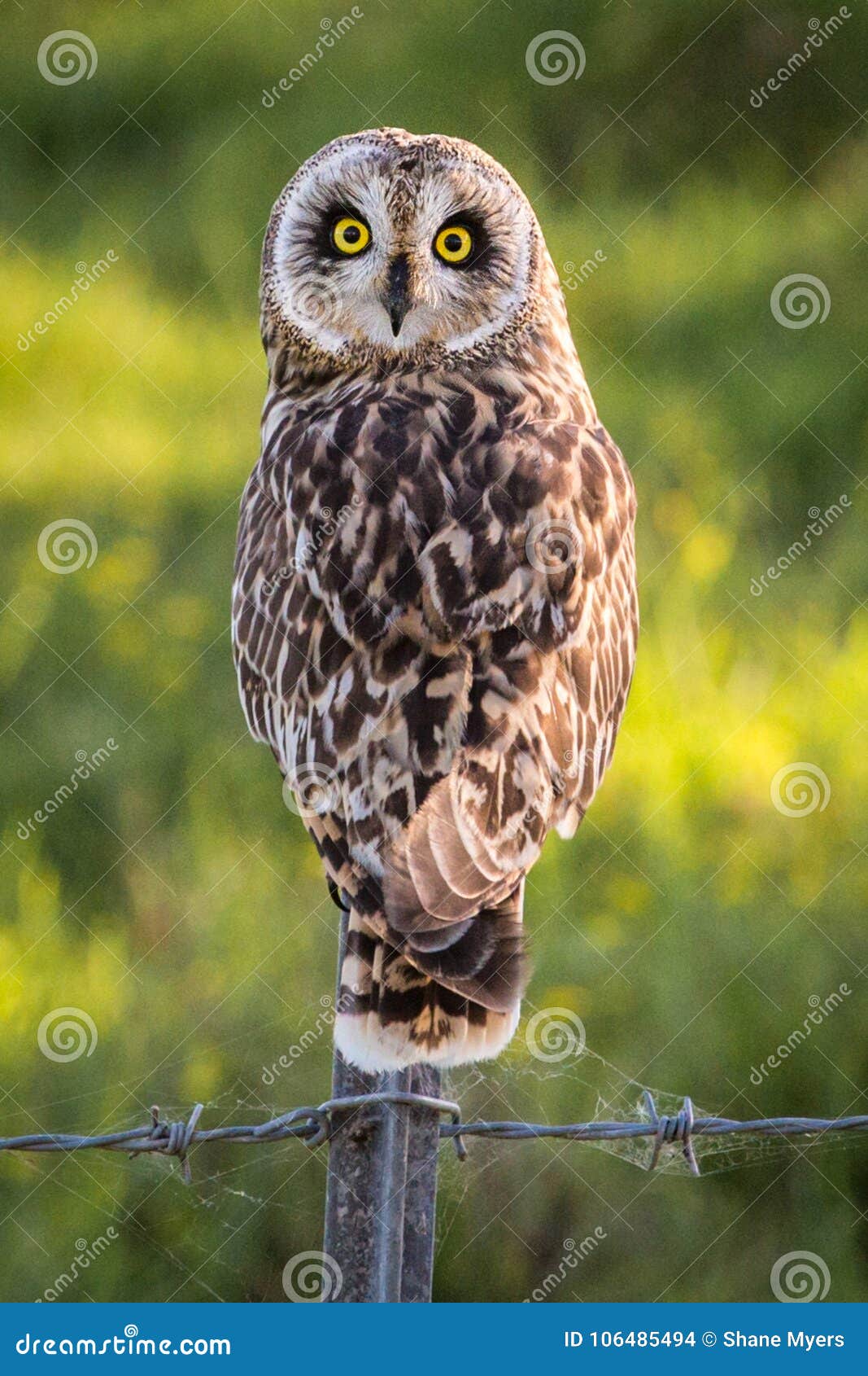 Hawaiian Short-Eared Owl Aka Pueo Fotografia Stock - Immagine di casa ...