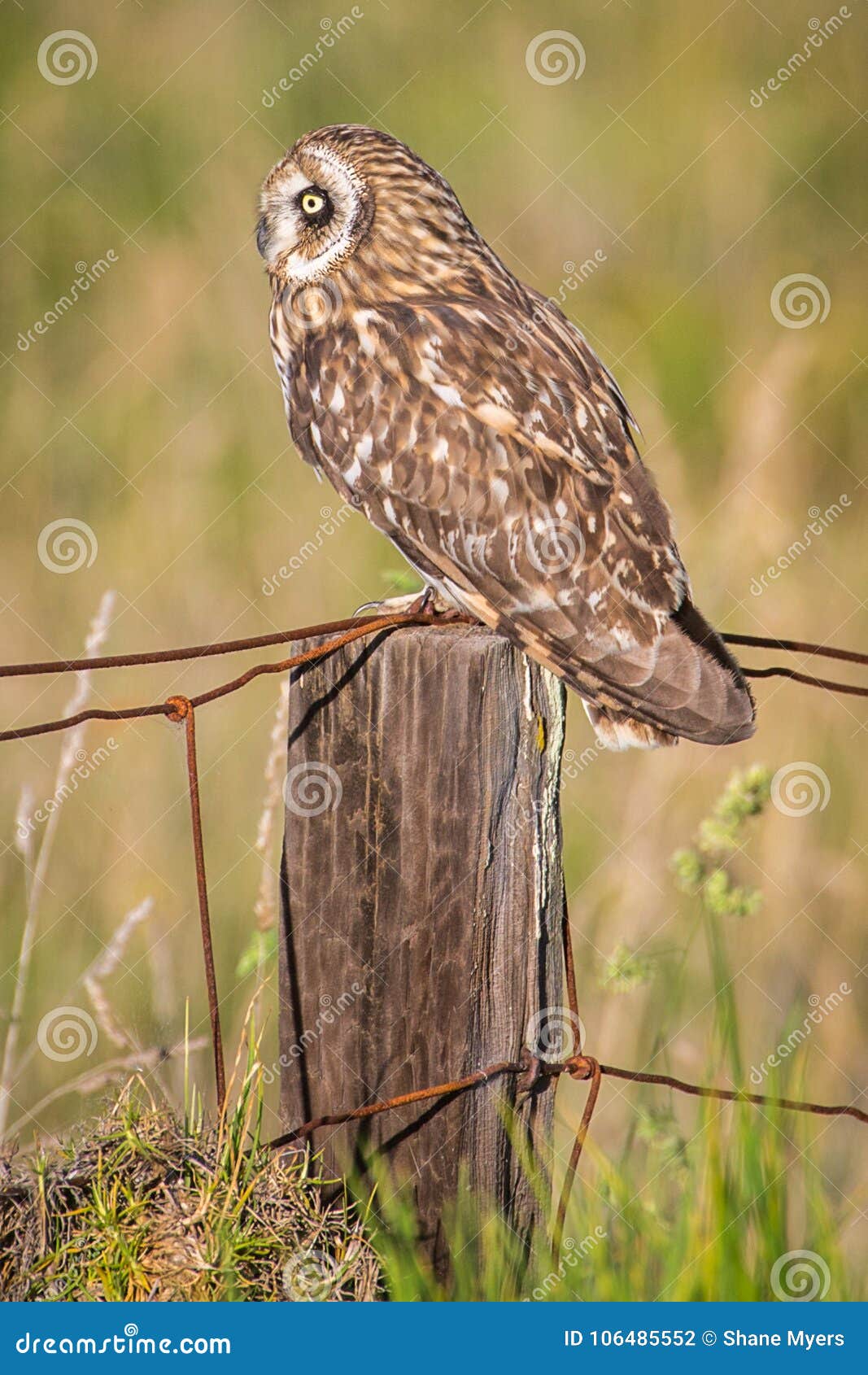 Hawaiian Short-Eared Owl Aka Pueo Foto de Stock - Imagem de férias ...