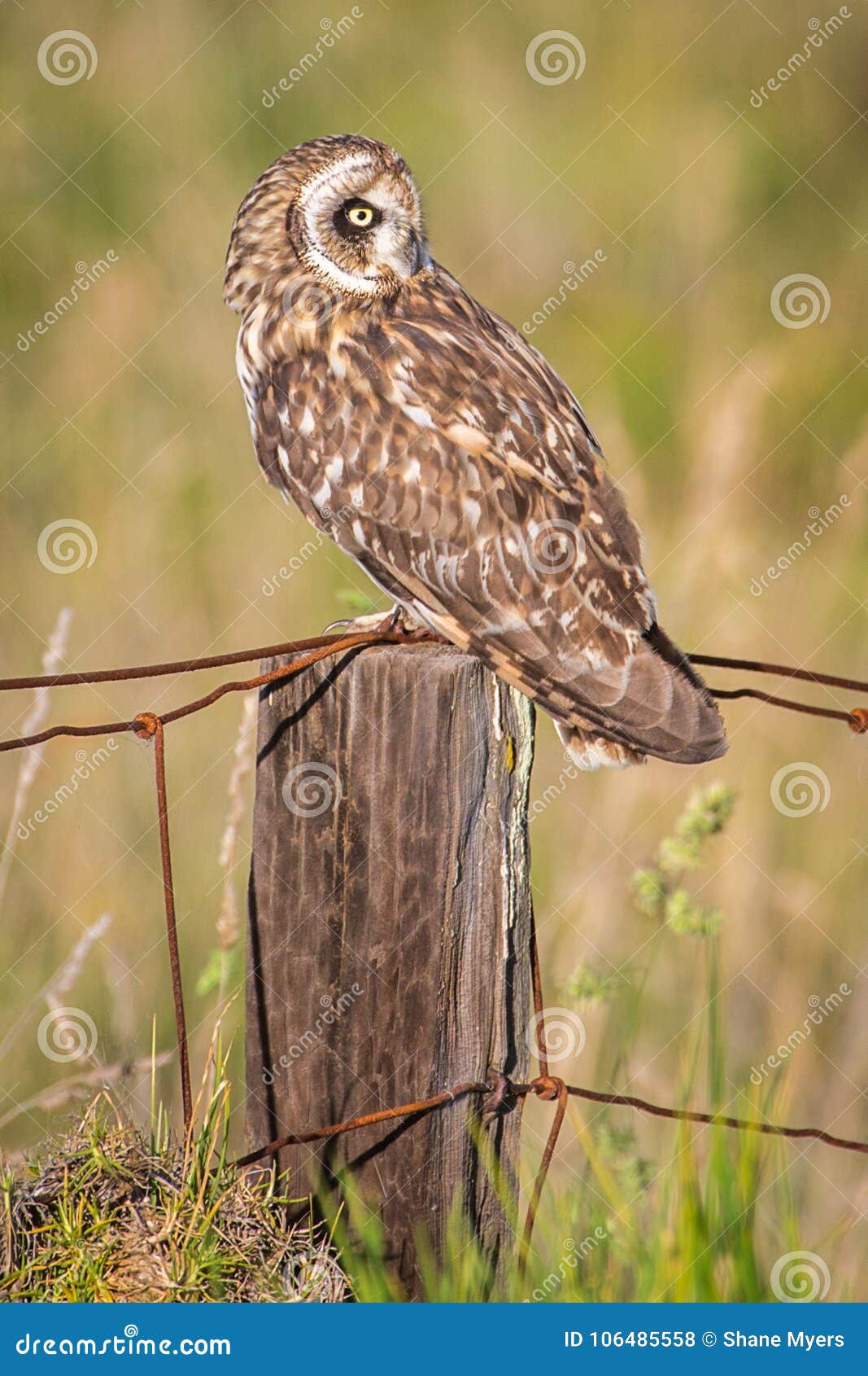 Hawaiian Short-Eared Owl Aka Pueo Arkivfoto - Bild av turist, angus ...