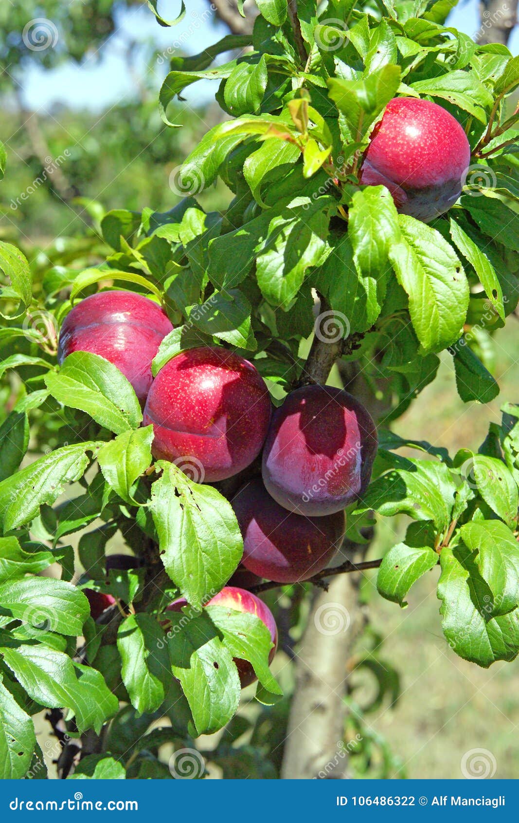Plums a Variety of Blood Plums from Japan. Fotografia Stock - Immagine ...