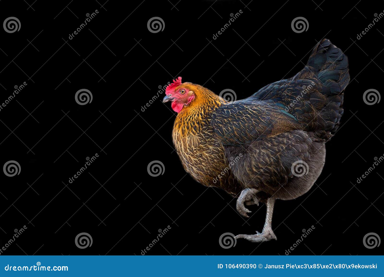 Hen on a black background stock foto. Image of vogel - 106490390