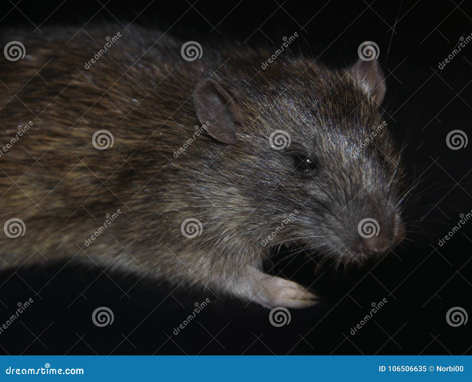 Grey rat attacks from dark immagine stock. Immagine di attacchi - 106506635