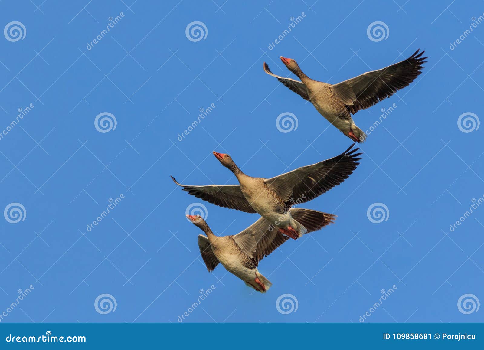 Wild geese in flight stock afbeelding. Image of vogelobservatie - 109858681