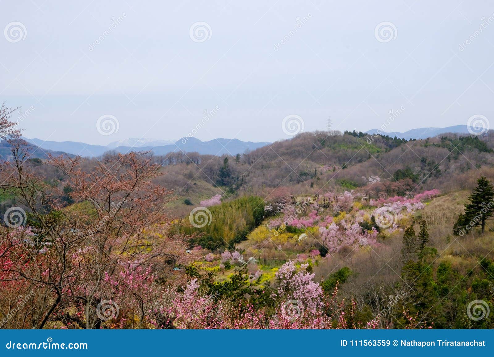 Multicolor Flowering Trees Covering the Hillside,Hanamiyama Park ...