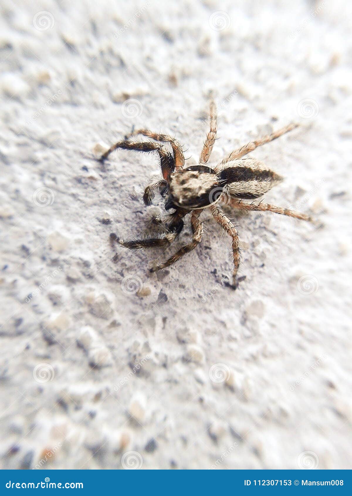 Small Spider on Cement Wall Immagine Stock - Immagine di animale ...