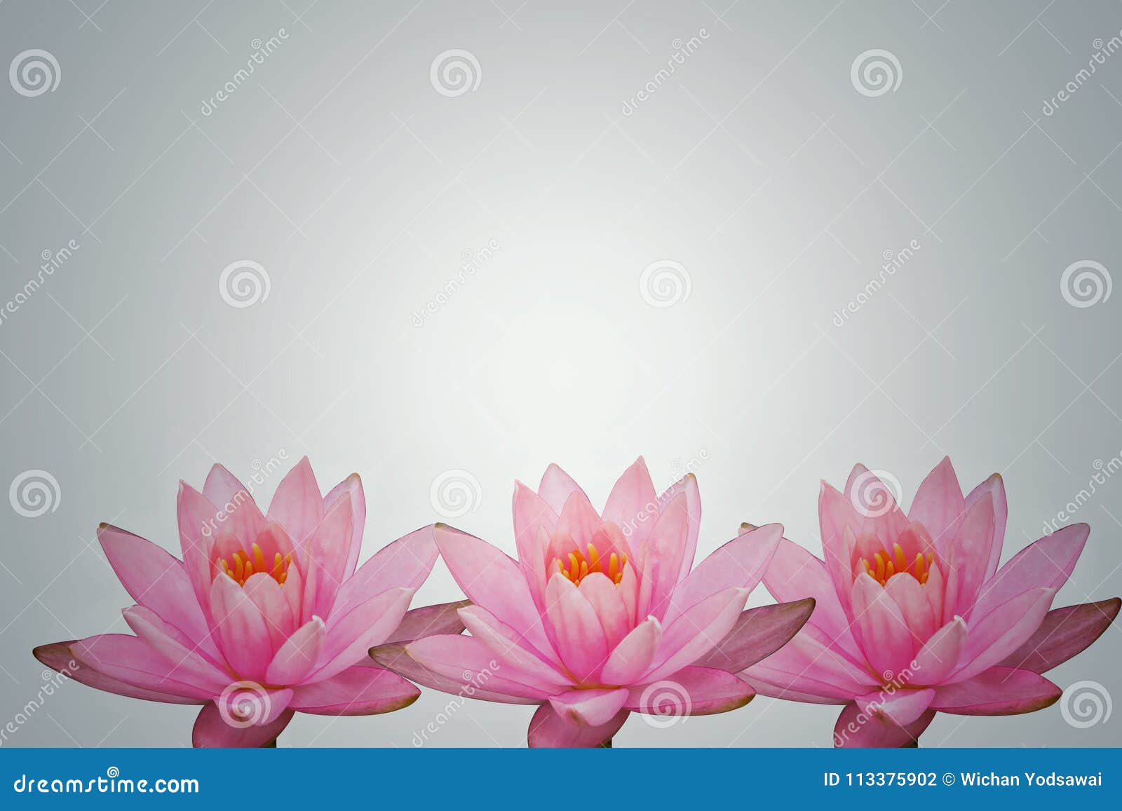 Closeup,beautiful Pink Lotus Flower on Orange Background Stock ...